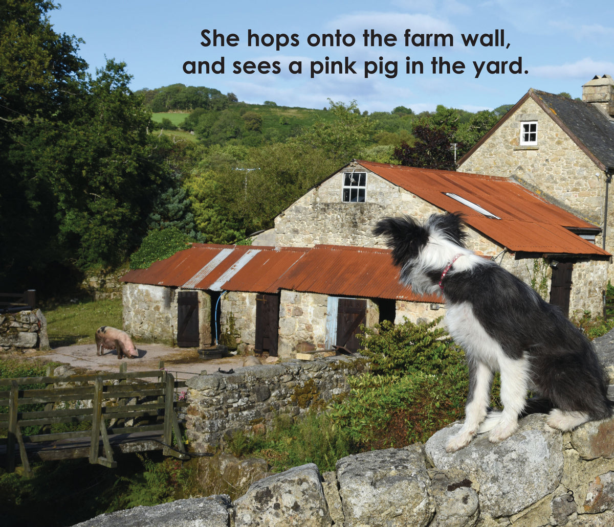 B33 - Animals ... On the Farm with Scamp - Flexi-cover Book – Tracey ...